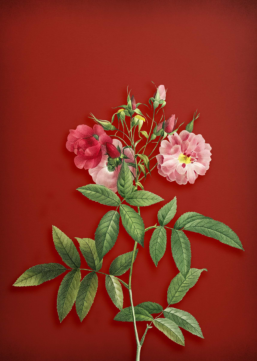 'Hudson Rose' Poster, picture, metal print, paint by Holy Rock Design ...