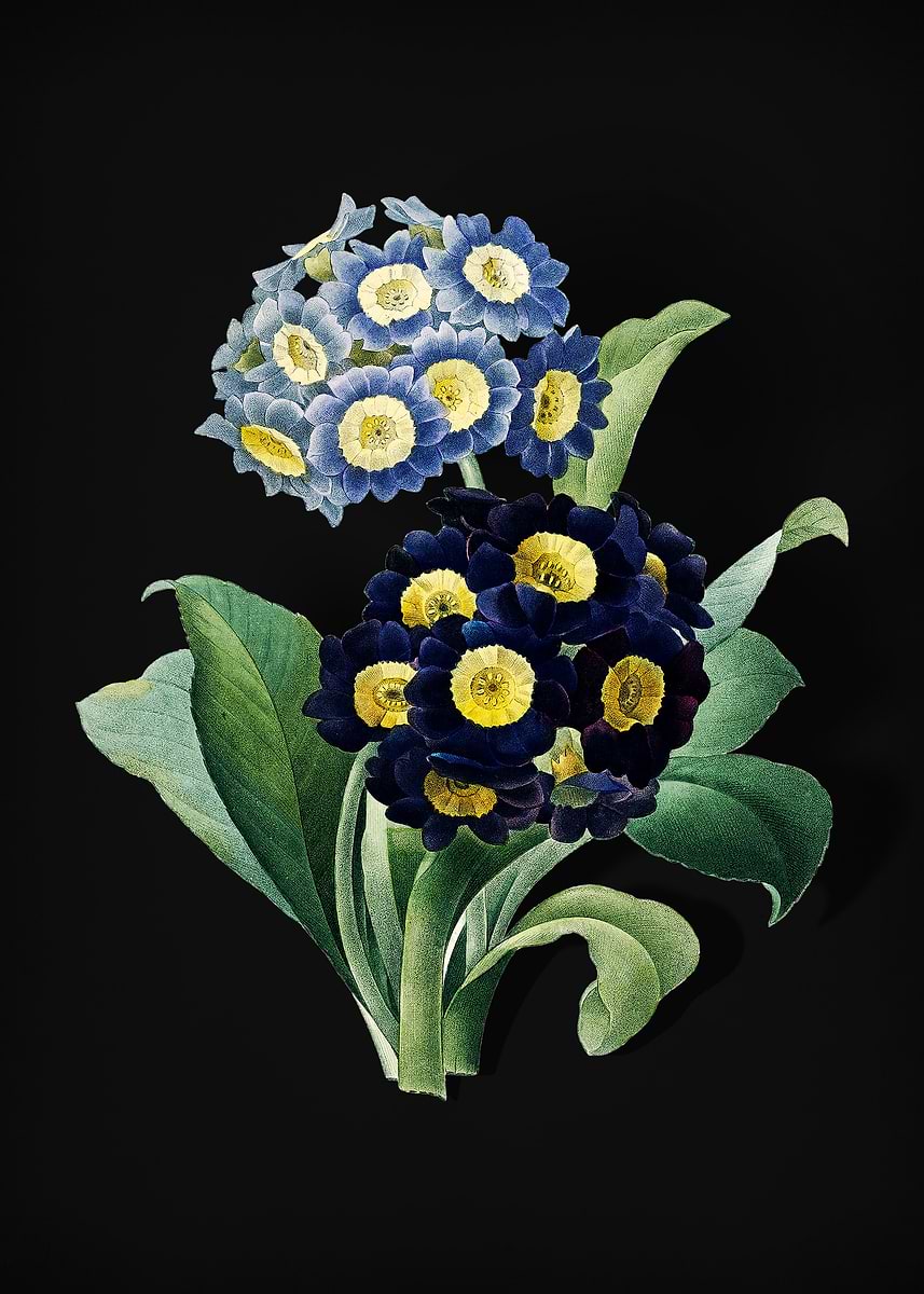 'Mountain Cowslip' Poster, picture, metal print, paint by Holy Rock ...