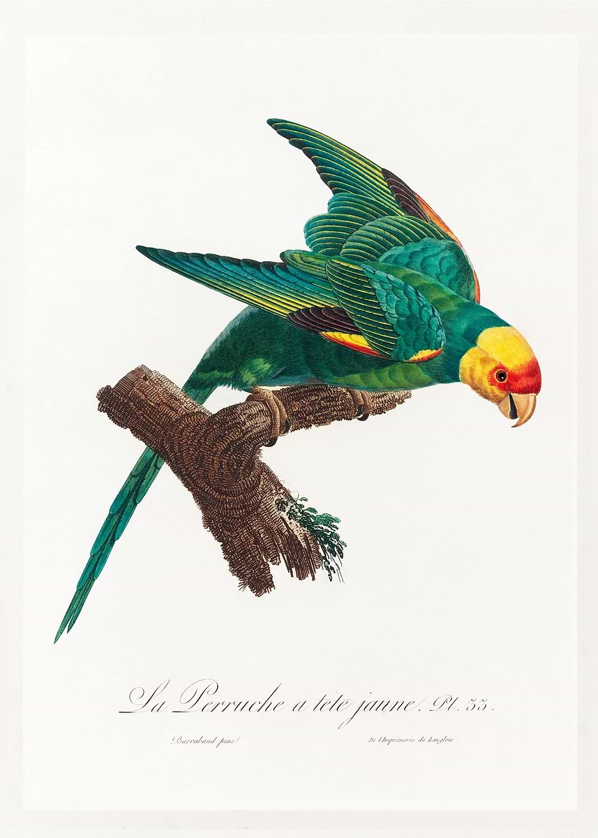 'Yellow crowned parakeet' Poster, picture, metal print, paint by ...