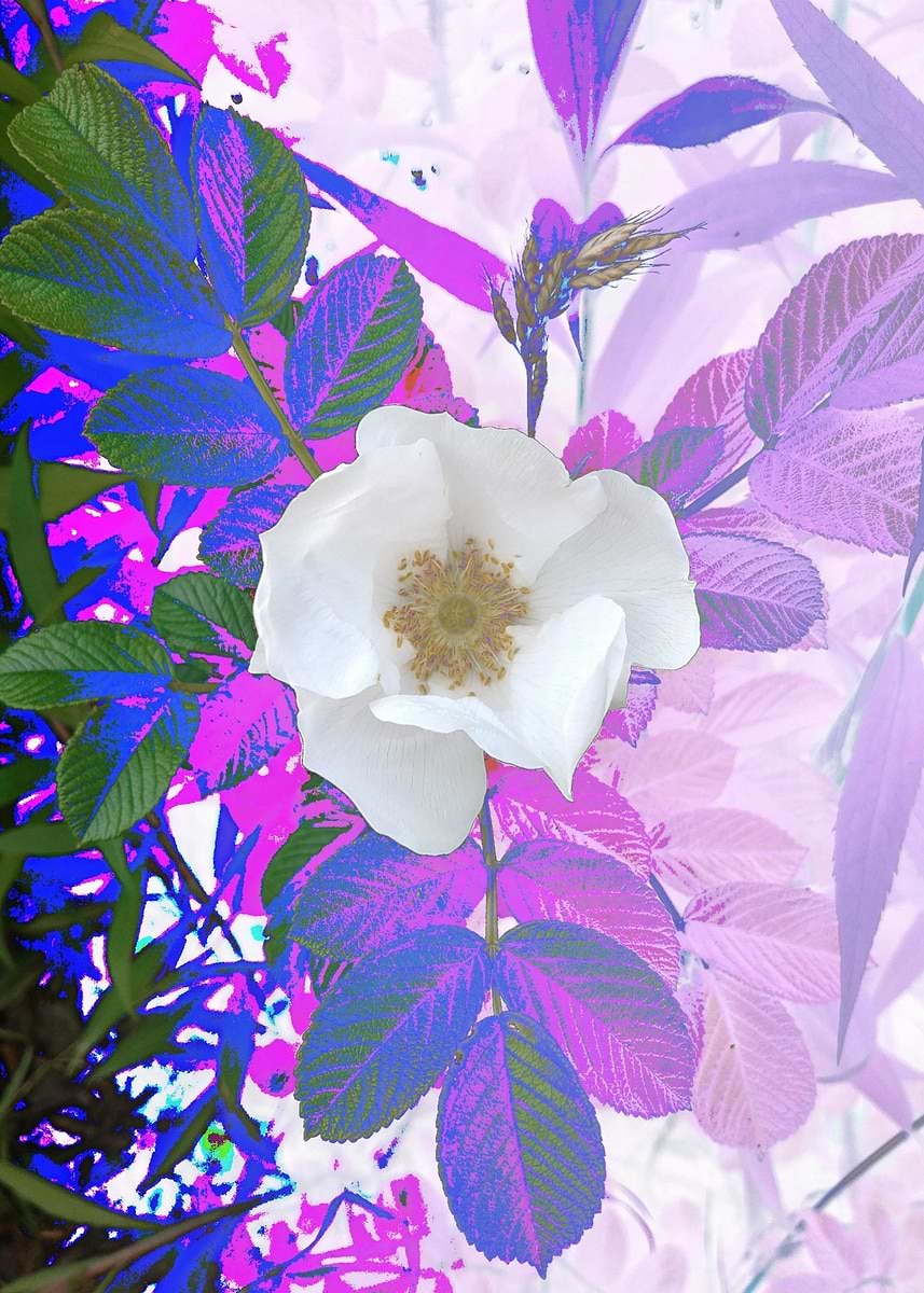 'wild white rose' Poster, picture, metal print, paint by Aida Czyrnek ...