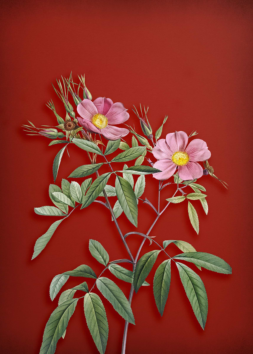 'Pink Swamp Roses on Red' Poster, picture, metal print, paint by Holy ...