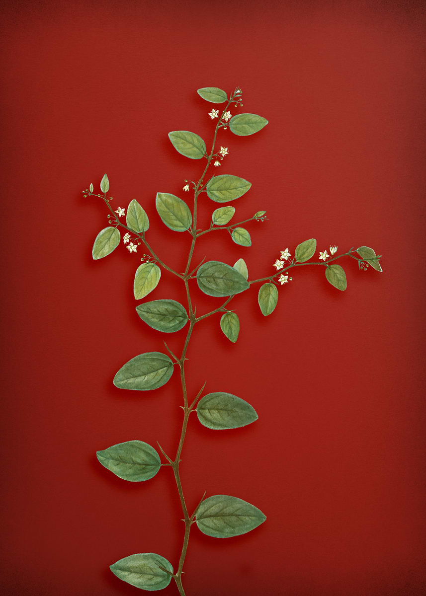 'Christs Thorn' Poster, picture, metal print, paint by Holy Rock Design ...