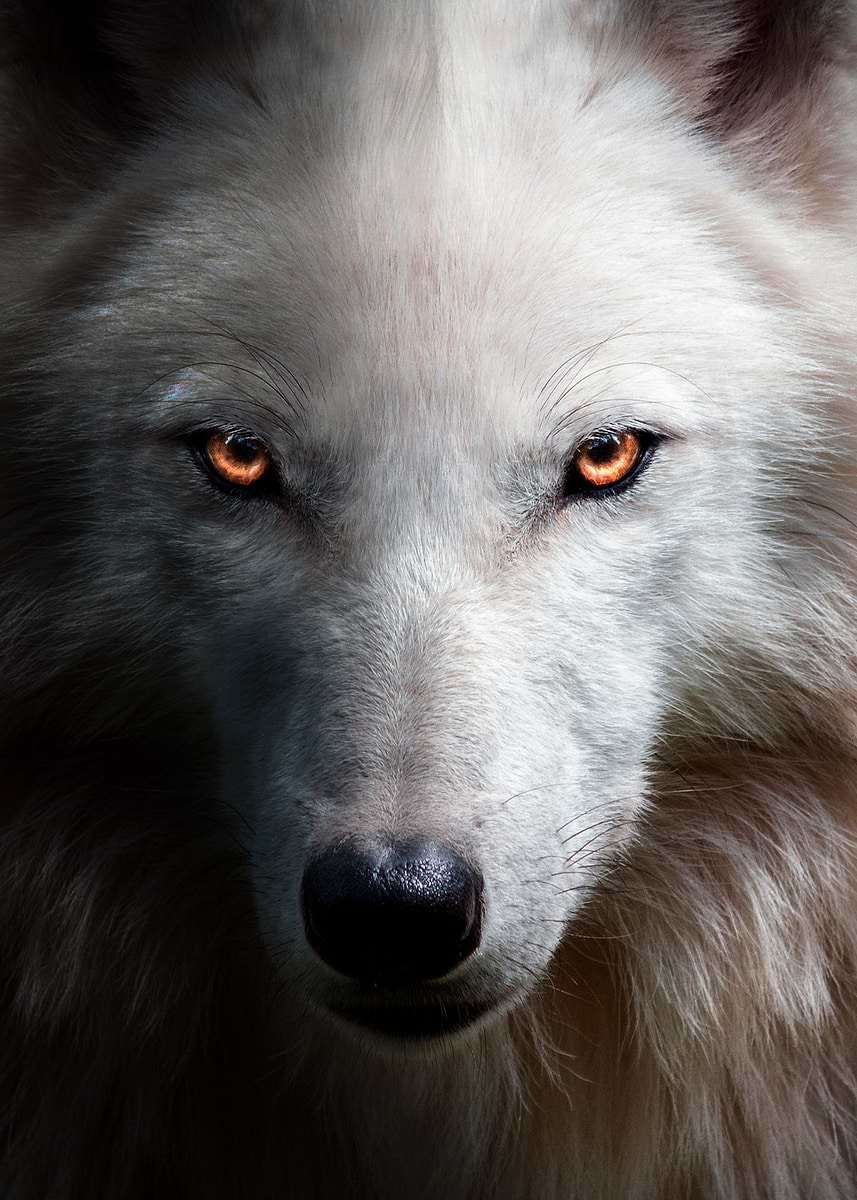'angry wolf face red eyes ' Poster, picture, metal print, paint by mk ...