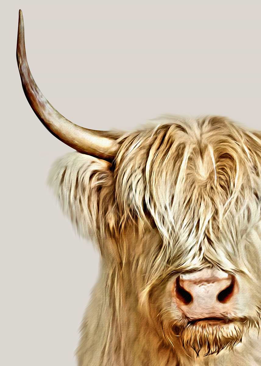 'Albino Highland Cow' Poster, picture, metal print, paint by Swan Dee ...