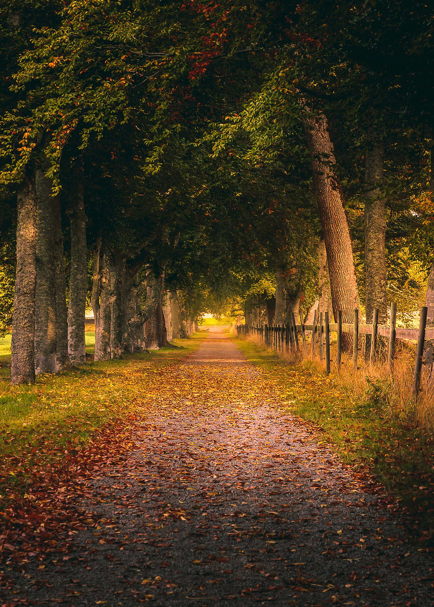'Autumn Country Road' Poster, picture, metal print, paint by Nicklas ...