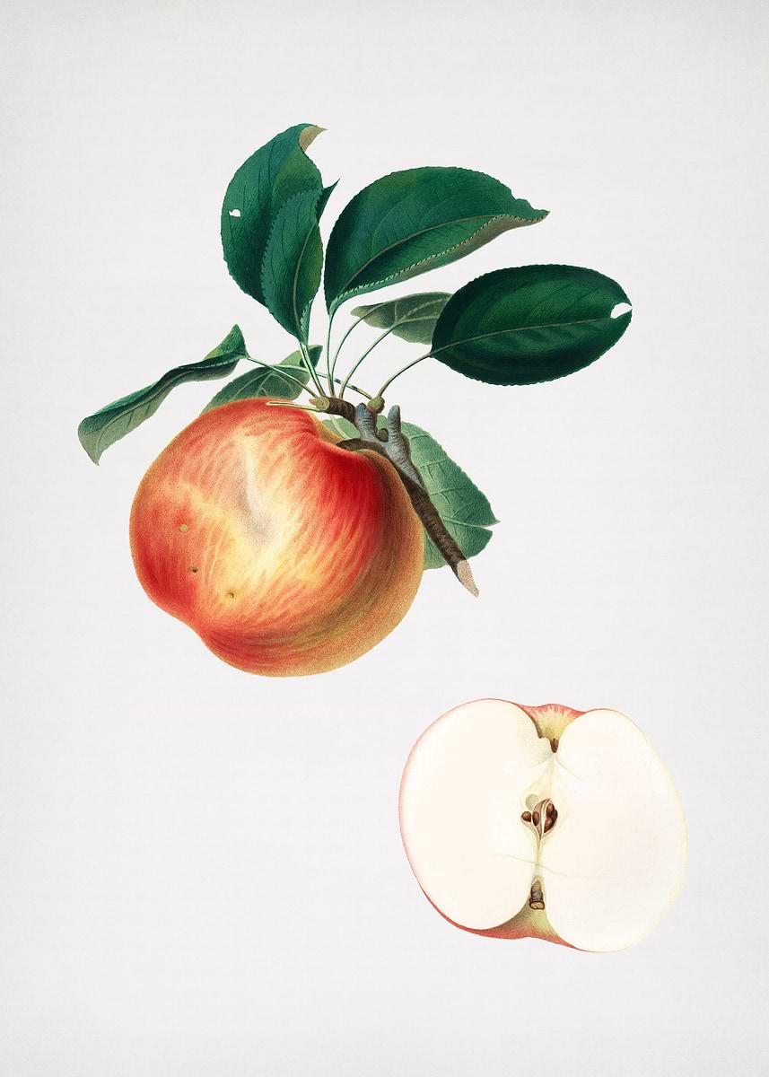 'Vintage Apple Fruit Poster' Poster, picture, metal print, paint by ...
