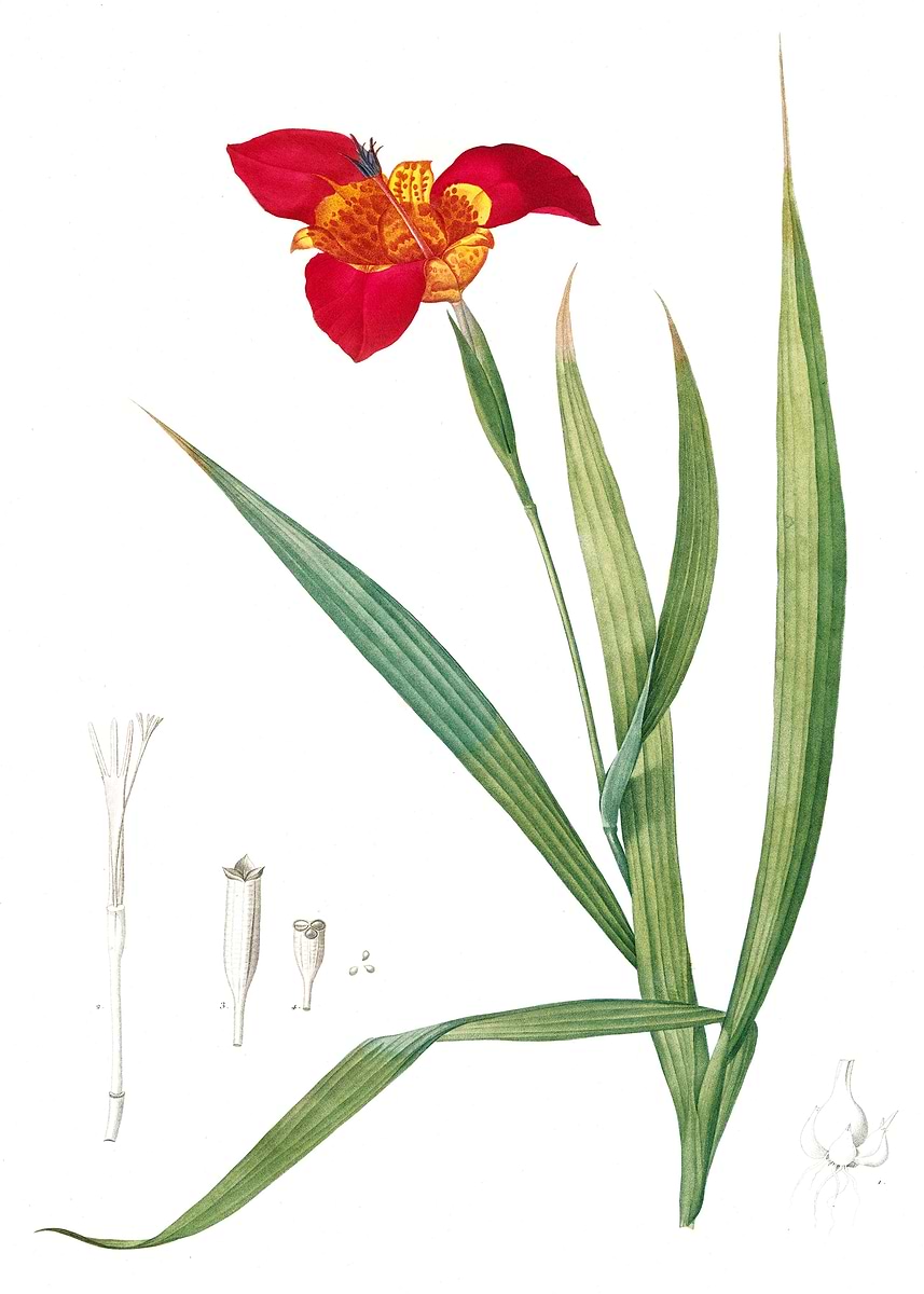 'Tigridia Pavonia' Poster, picture, metal print, paint by Drama Poster ...