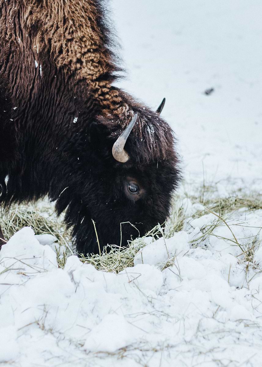 'snow bison' Poster, picture, metal print, paint by DheYa Art | Displate
