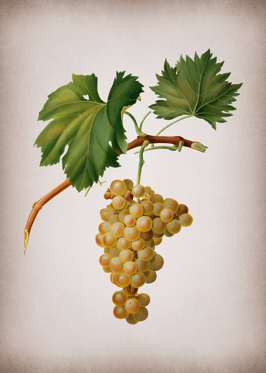 'Vintage Grape Vines Poster' Poster, picture, metal print, paint by ...