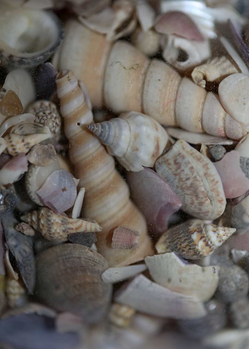 'Greek shells on elafonisi' Poster, picture, metal print, paint by ...