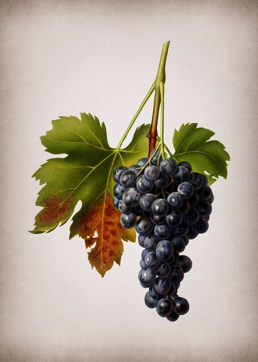 'Vintage Grape Illustration' Poster, picture, metal print, paint by ...