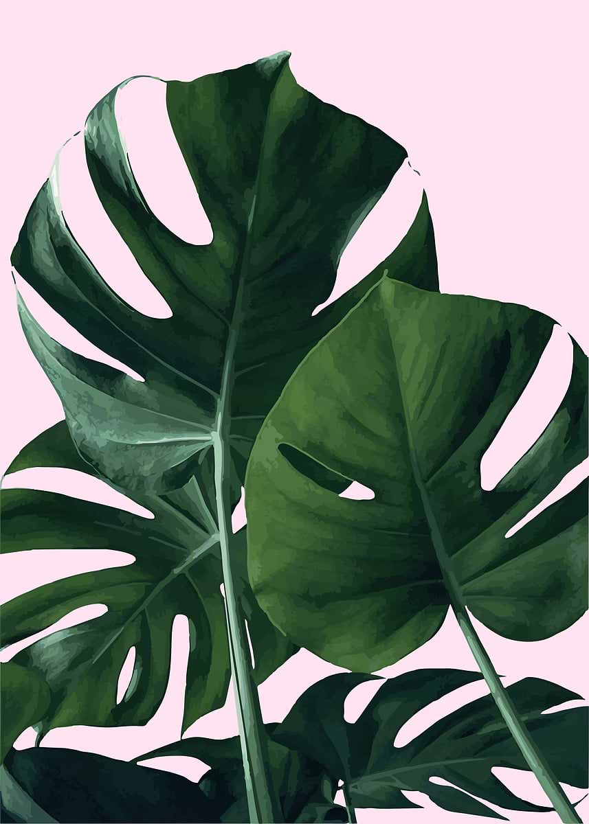'monstera' Poster, picture, metal print, paint by Limited Edition ...