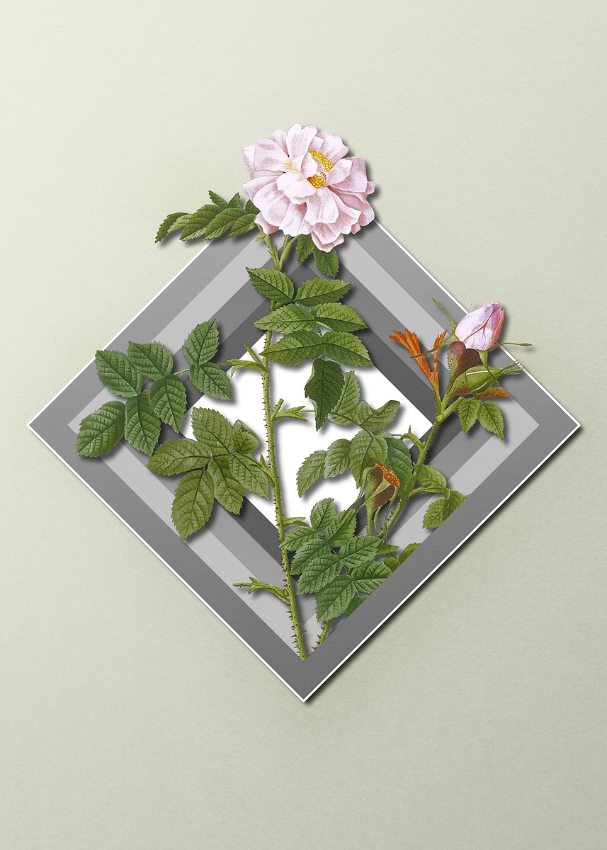 'Floral Geometric Pink Rose' Poster, picture, metal print, paint by ...