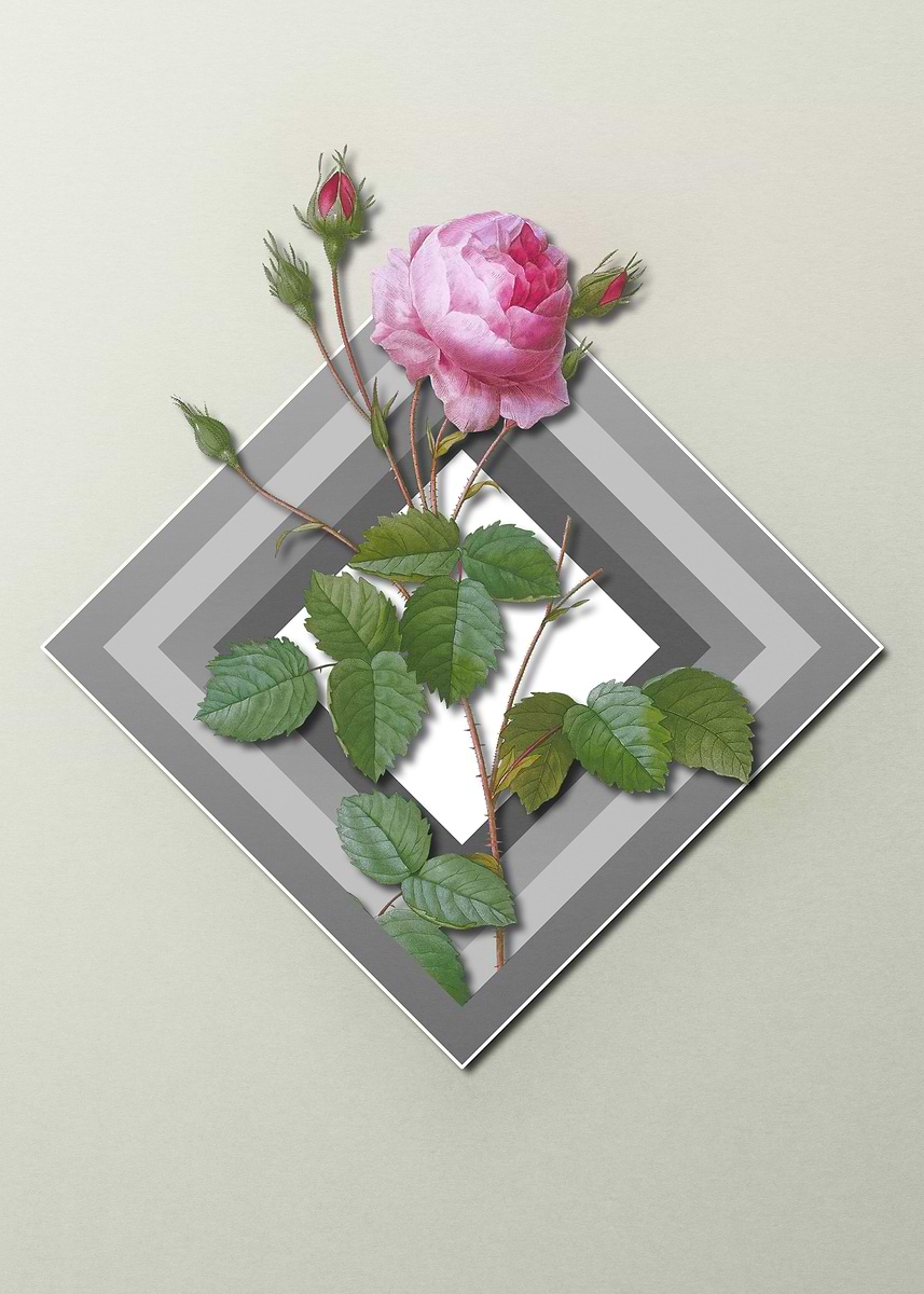 'Floral Geometric Pink Rose' Poster, picture, metal print, paint by ...