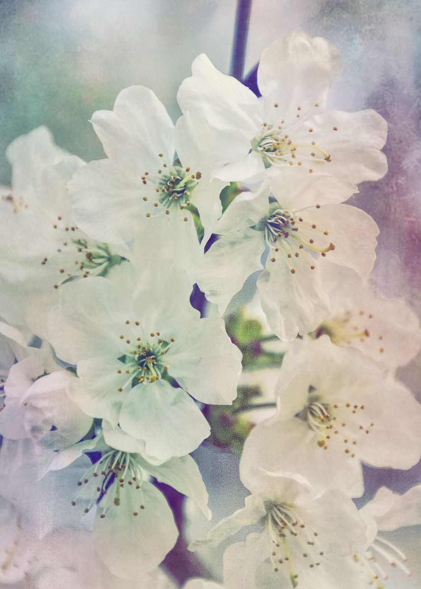 'white flowers ' Poster, picture, metal print, paint by Ornella ...