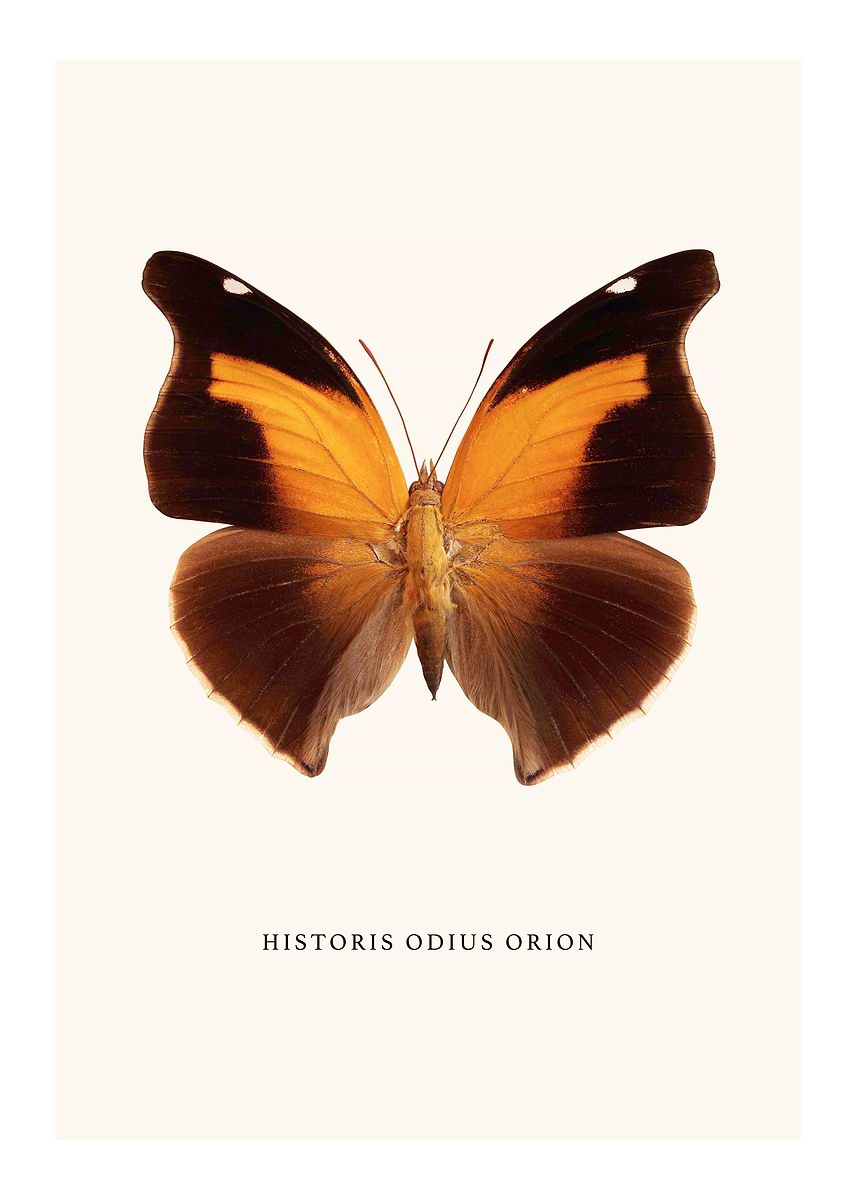 'Historis Odius Orion' Poster, picture, metal print, paint by Wildlife ...