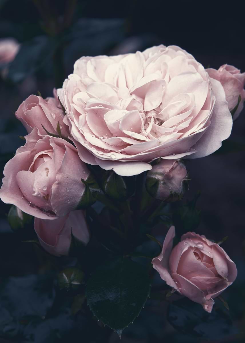 'Blush vintage rose flowers' Poster, picture, metal print, paint by J ...