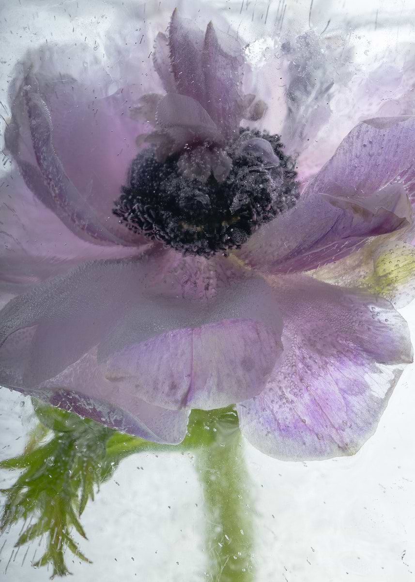 'Anemone in ice 1' Poster, picture, metal print, paint by Marc ...