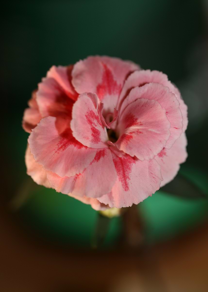 'Dianthus flower close up' Poster, picture, metal print, paint by ...