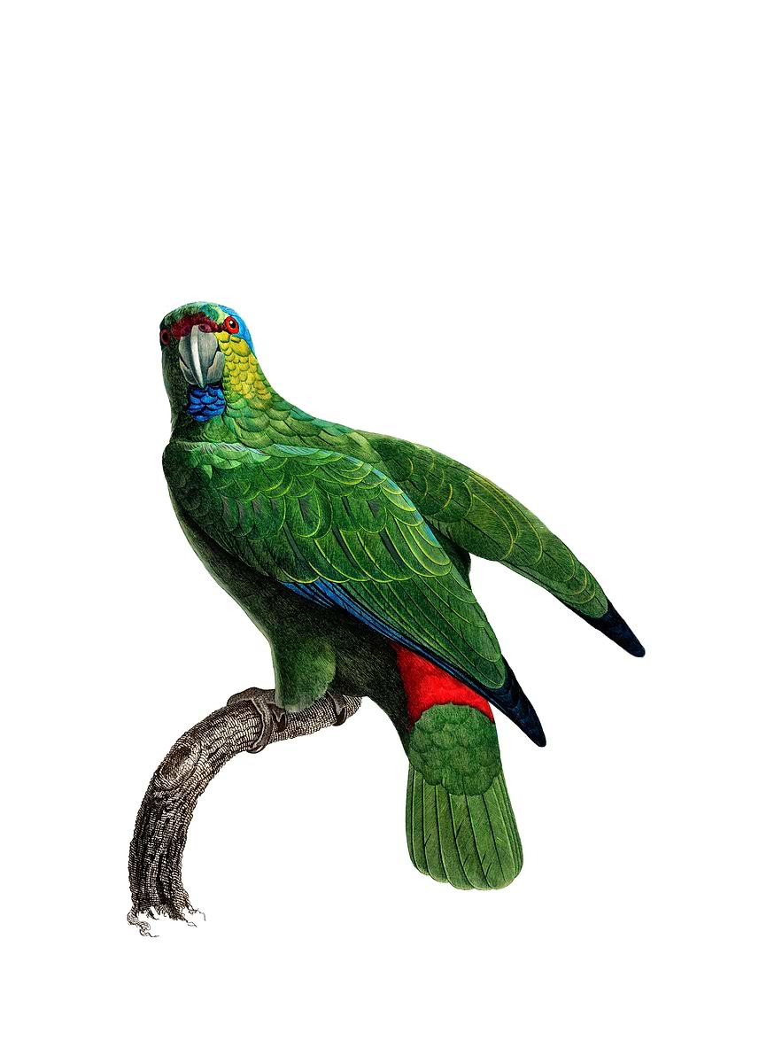'Festive Amazon Parrot Bird' Poster, picture, metal print, paint by ...