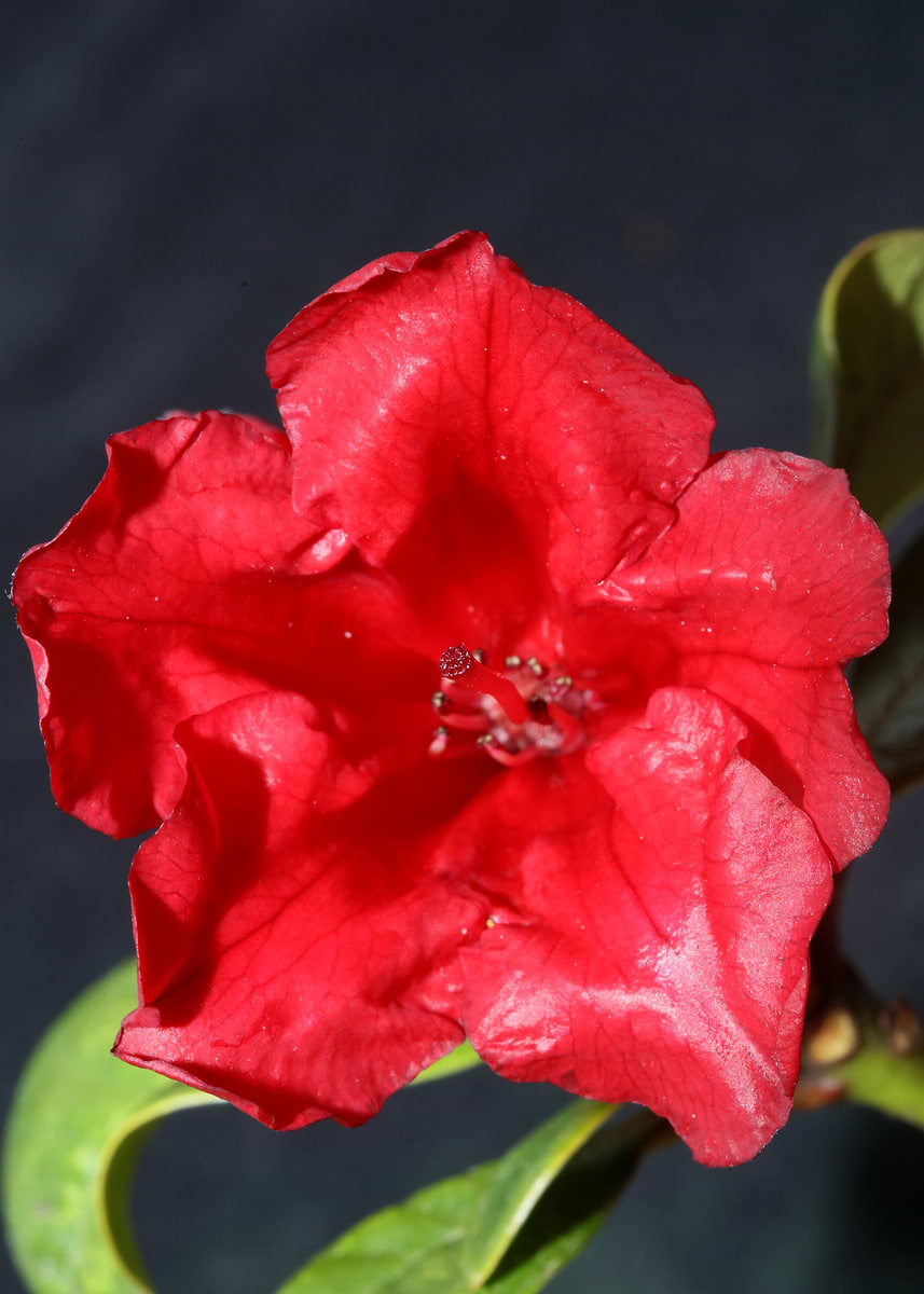 'Red rhododendron ericaceae' Poster, picture, metal print, paint by ...