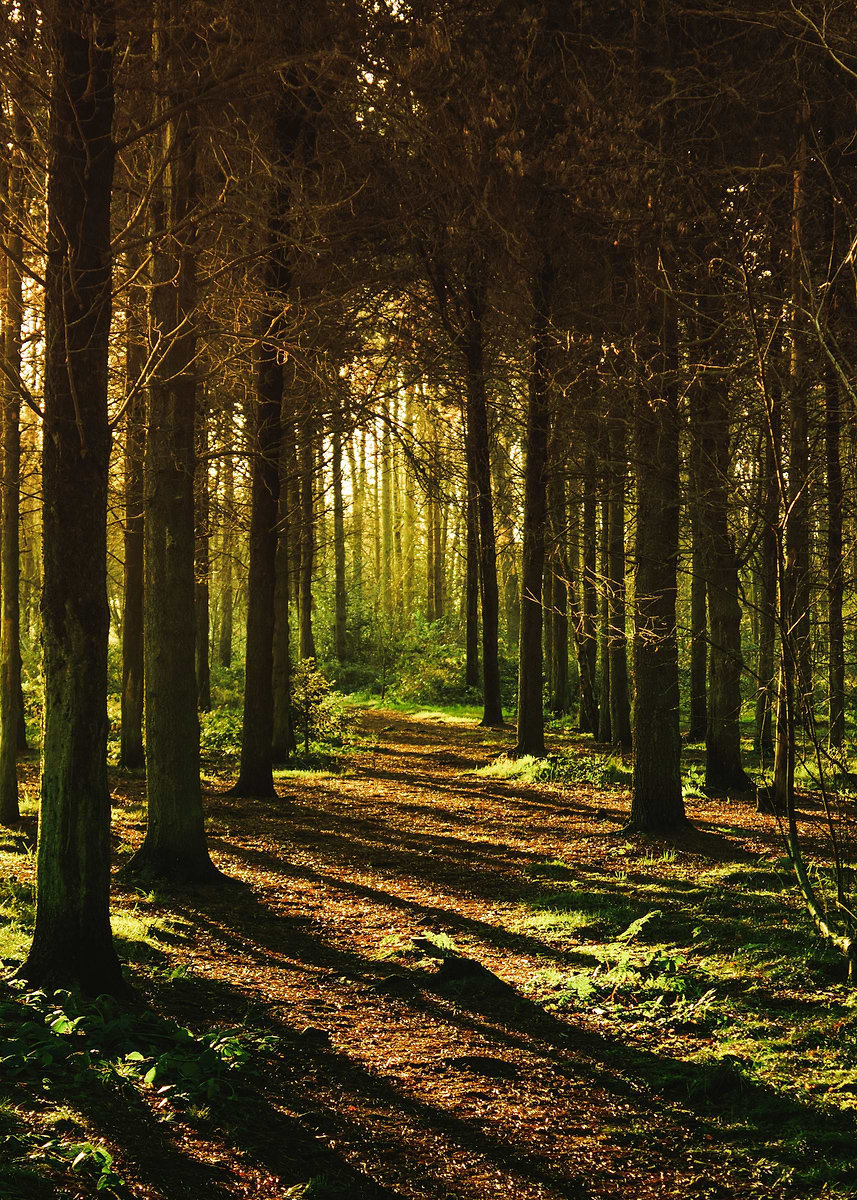 'Forest' Poster, picture, metal print, paint by Conceptual Photography ...