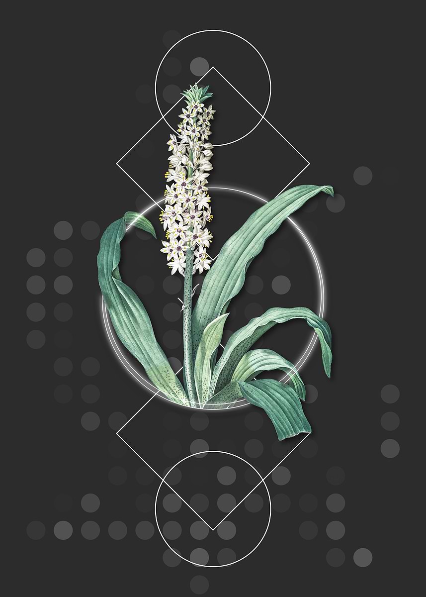 'Geometric Eucomis Punctata' Poster, picture, metal print, paint by ...