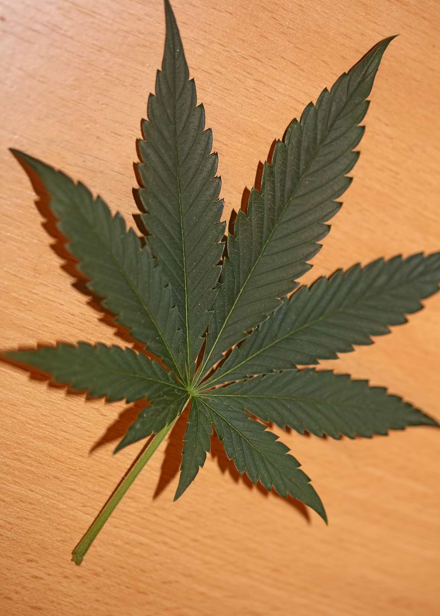 'Marihuana leaf macro shoot' Poster, picture, metal print, paint by ...