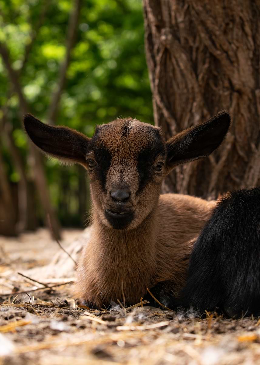 'Cute baby goat' Poster, picture, metal print, paint by MyLuckyCharms ...
