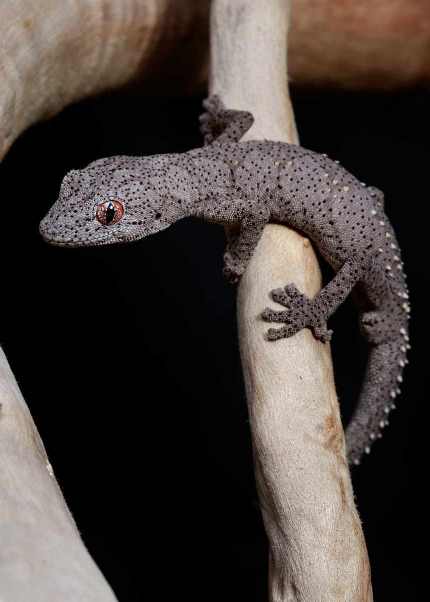 'Eastern spiny tailed gecko' Poster, picture, metal print, paint by ...