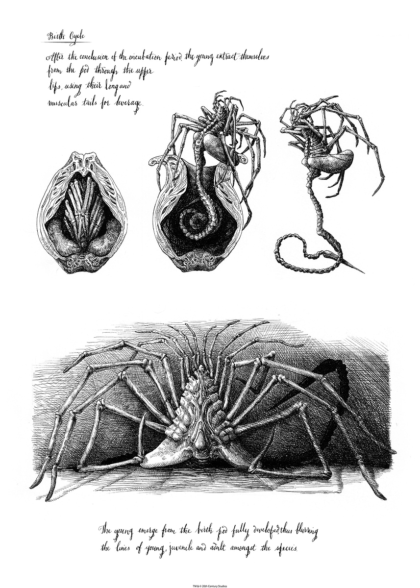 'Birth Cycle Alien Sketch' Poster, picture, metal print, paint by Alien ...