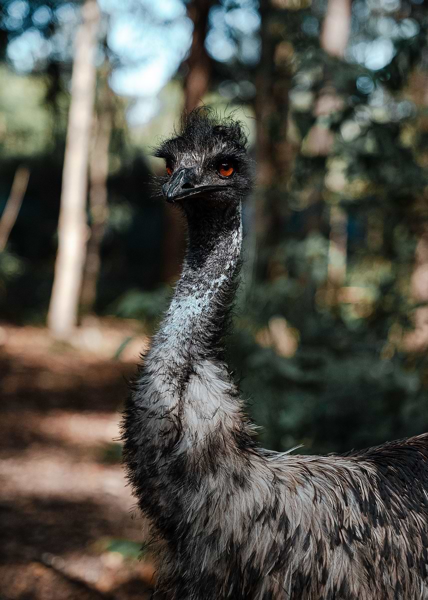 'Emu' Poster, picture, metal print, paint by Purple Haze | Displate