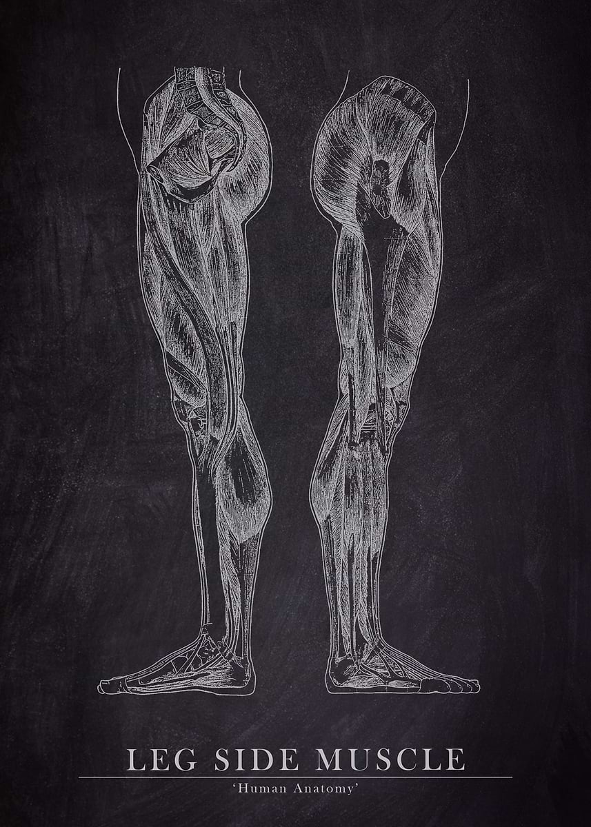 'Leg Side Muscle' Poster, picture, metal print, paint by lilPENtacle ...