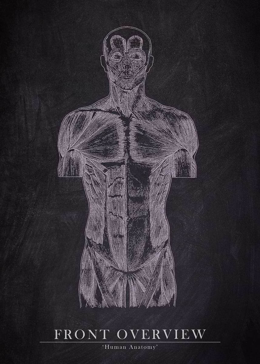 'Front Overview Muscle' Poster, picture, metal print, paint by ...