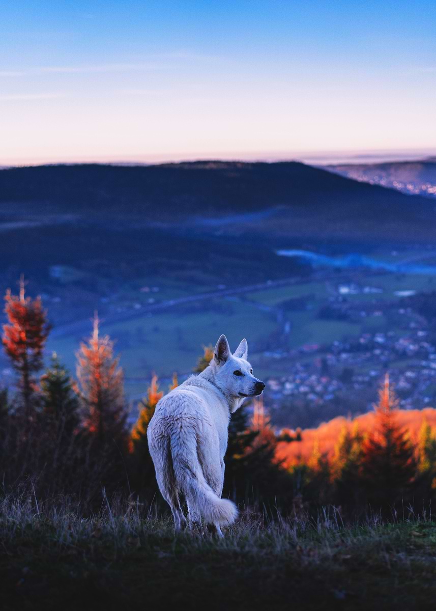 'White Wolf Sun Rise' Poster, picture, metal print, paint by Aiden ...