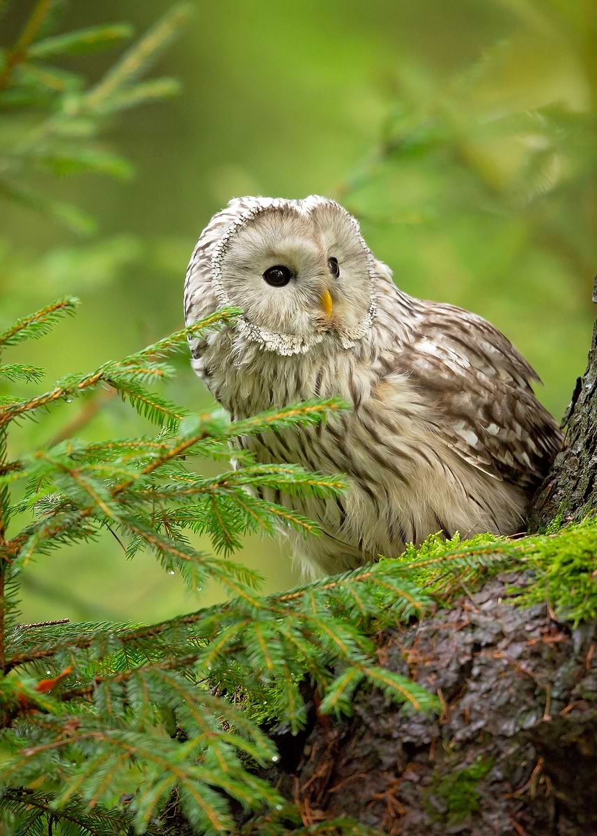 'Ural Owl' Poster, picture, metal print, paint by World Class Photos ...