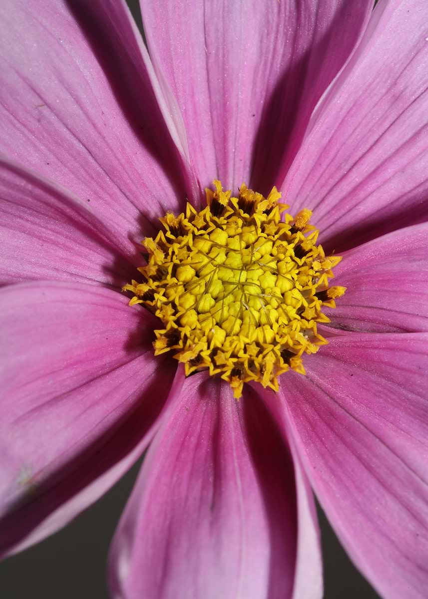 'Purple cosmos flower macro' Poster, picture, metal print, paint by ...