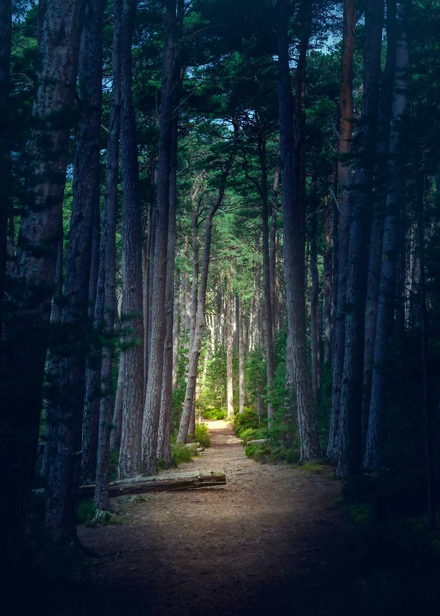 'Forest in Scotland' Poster, picture, metal print, paint by Svetlana ...