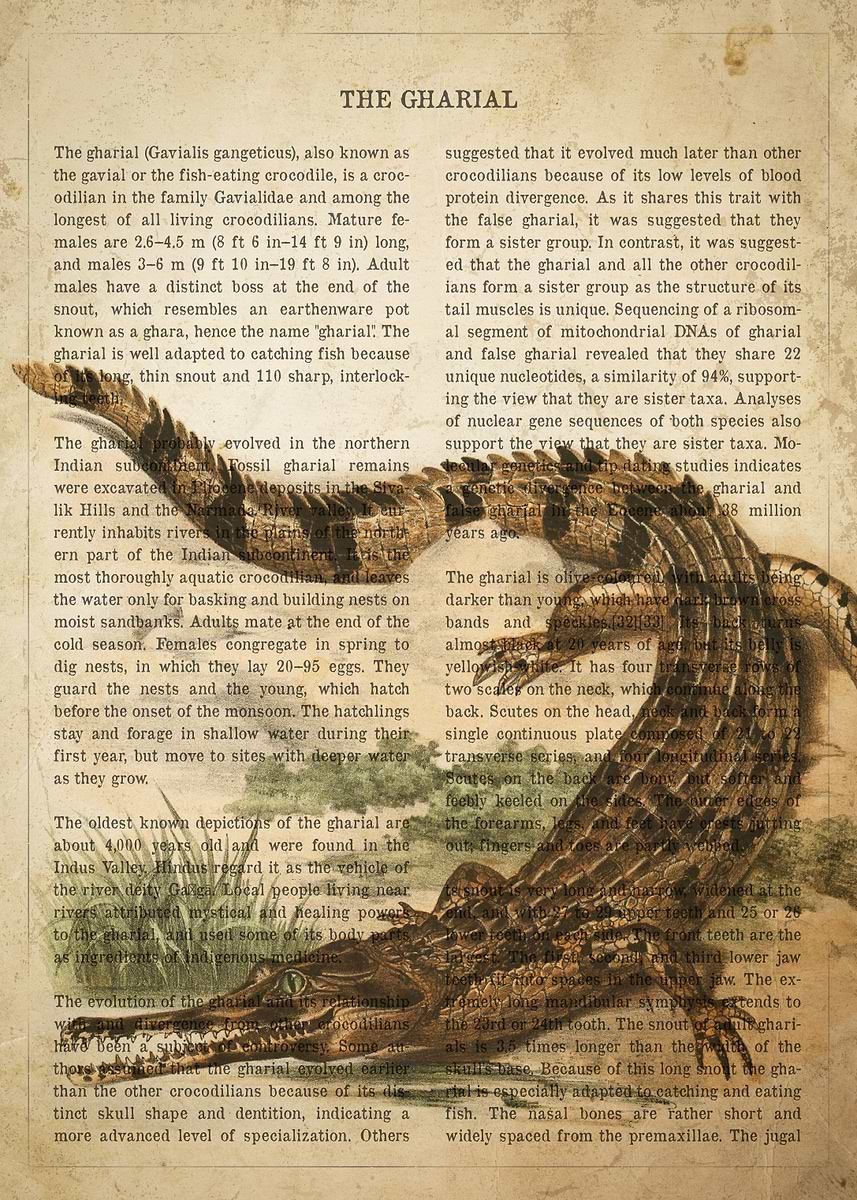 'Vintage Gharial Print' Poster, picture, metal print, paint by Aged ...