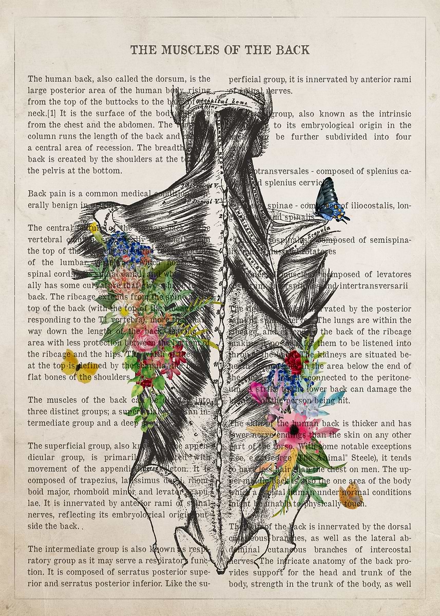 'Muscles of the Back' Poster, picture, metal print, paint by Aged Pixel ...