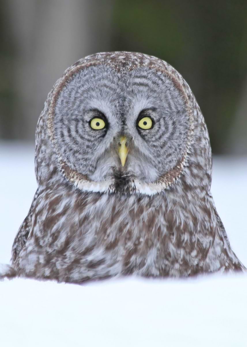 'Periscope' Poster, picture, metal print, paint by Thee Owl Queen ...