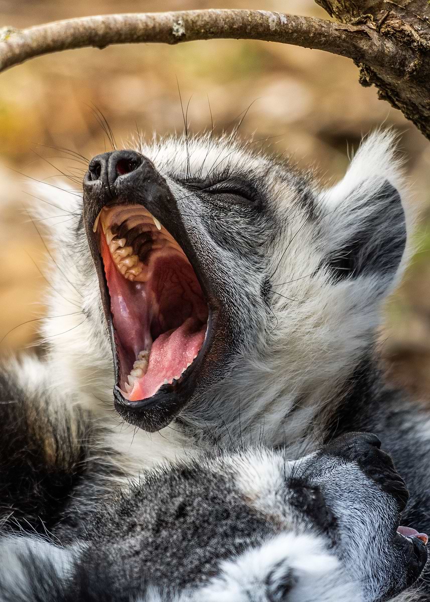 'Tired Lemur' Poster, picture, metal print, paint by Anthony | Displate
