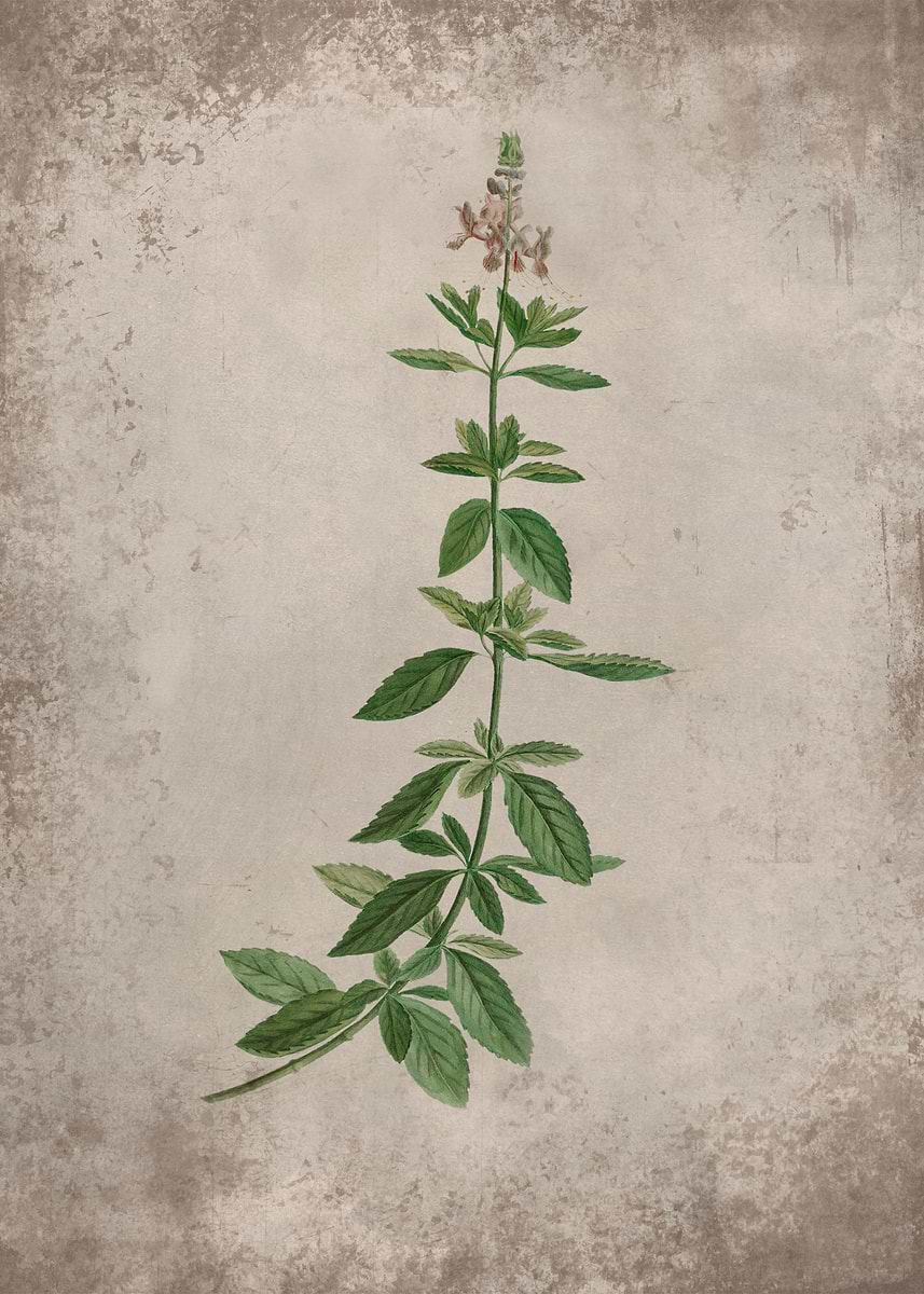 'Kitchen Basil' Poster, picture, metal print, paint by XandYart | Displate