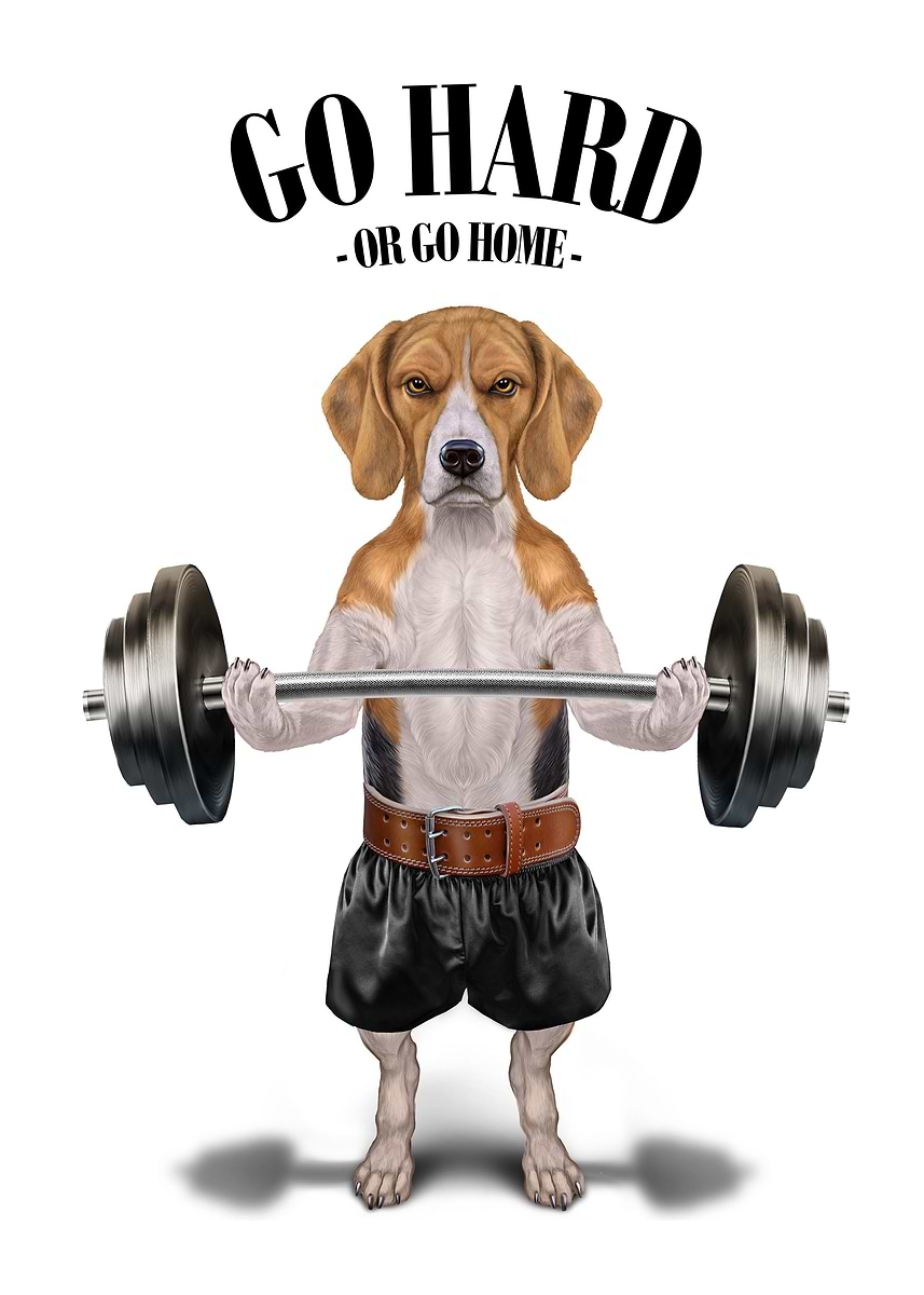 'Beagle Dog Weightlifting' Poster, picture, metal print, paint by Jeff ...