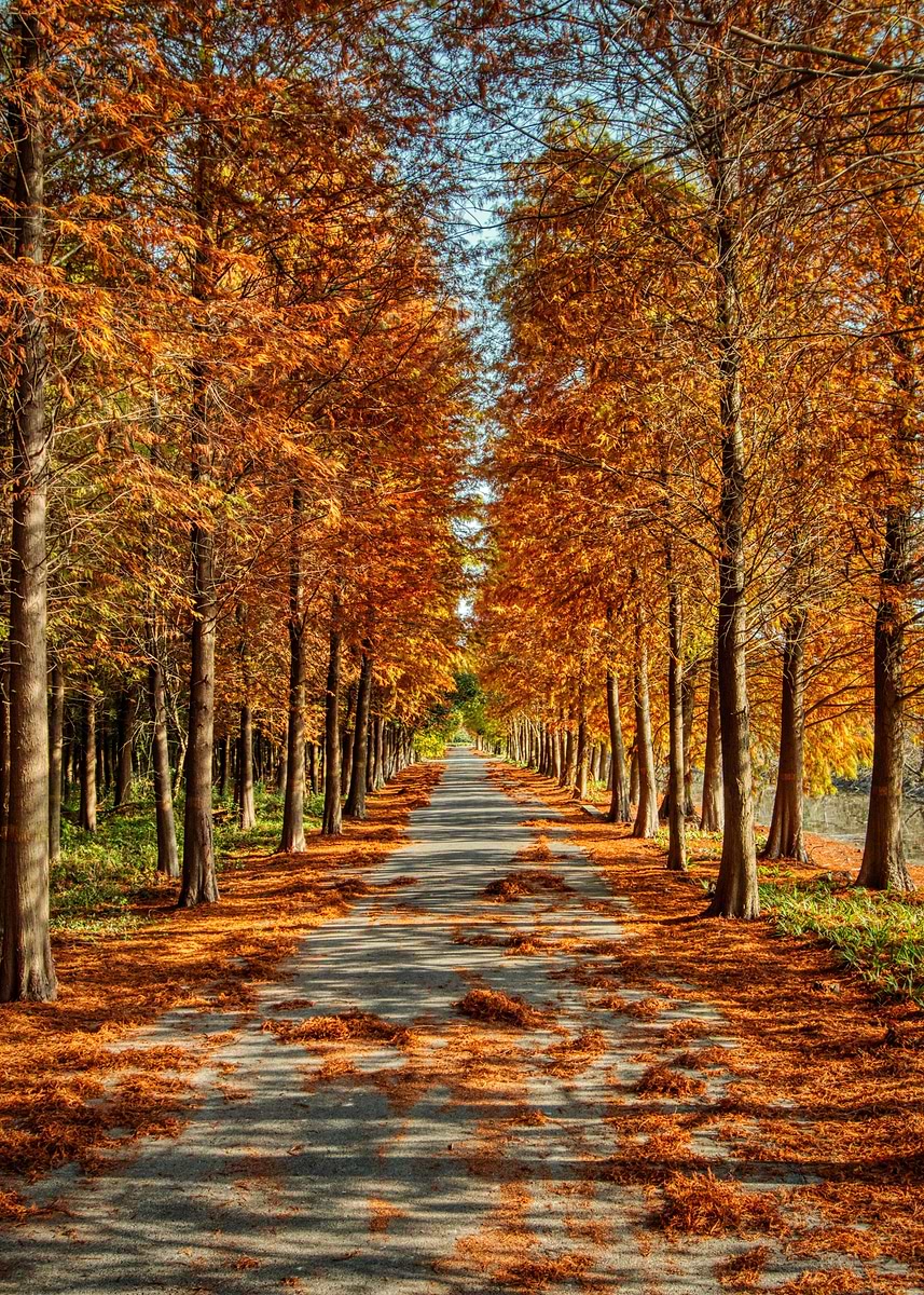 'Autumn Trees Nature' Poster, picture, metal print, paint by Max Ronn ...