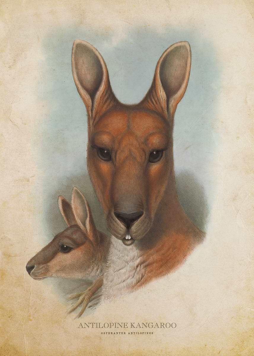 'Antilopine Kangaroo' Poster, picture, metal print, paint by Aged Pixel ...