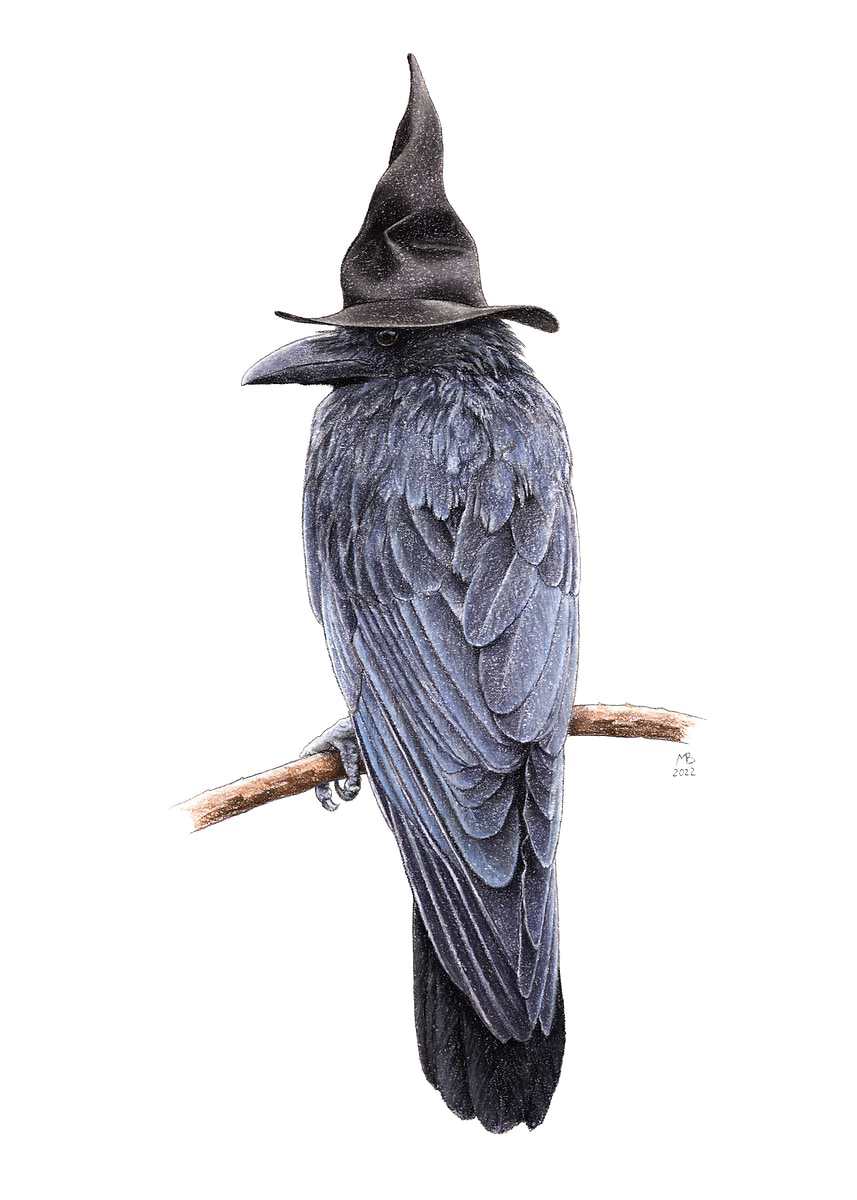 'Large billed crow' Poster, picture, metal print, paint by Mikhail ...