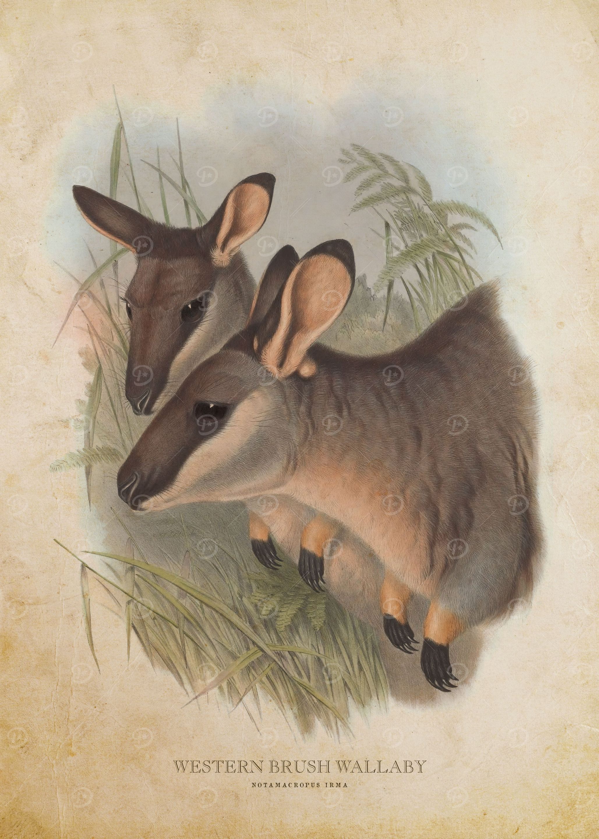 'Western Brush Wallaby' Poster, picture, metal print, paint by Aged ...