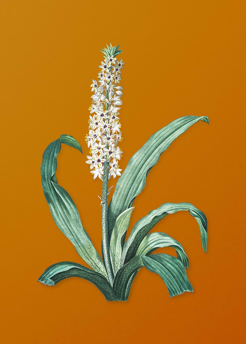 'Vintage Eucomis Punctata' Poster, picture, metal print, paint by Holy ...