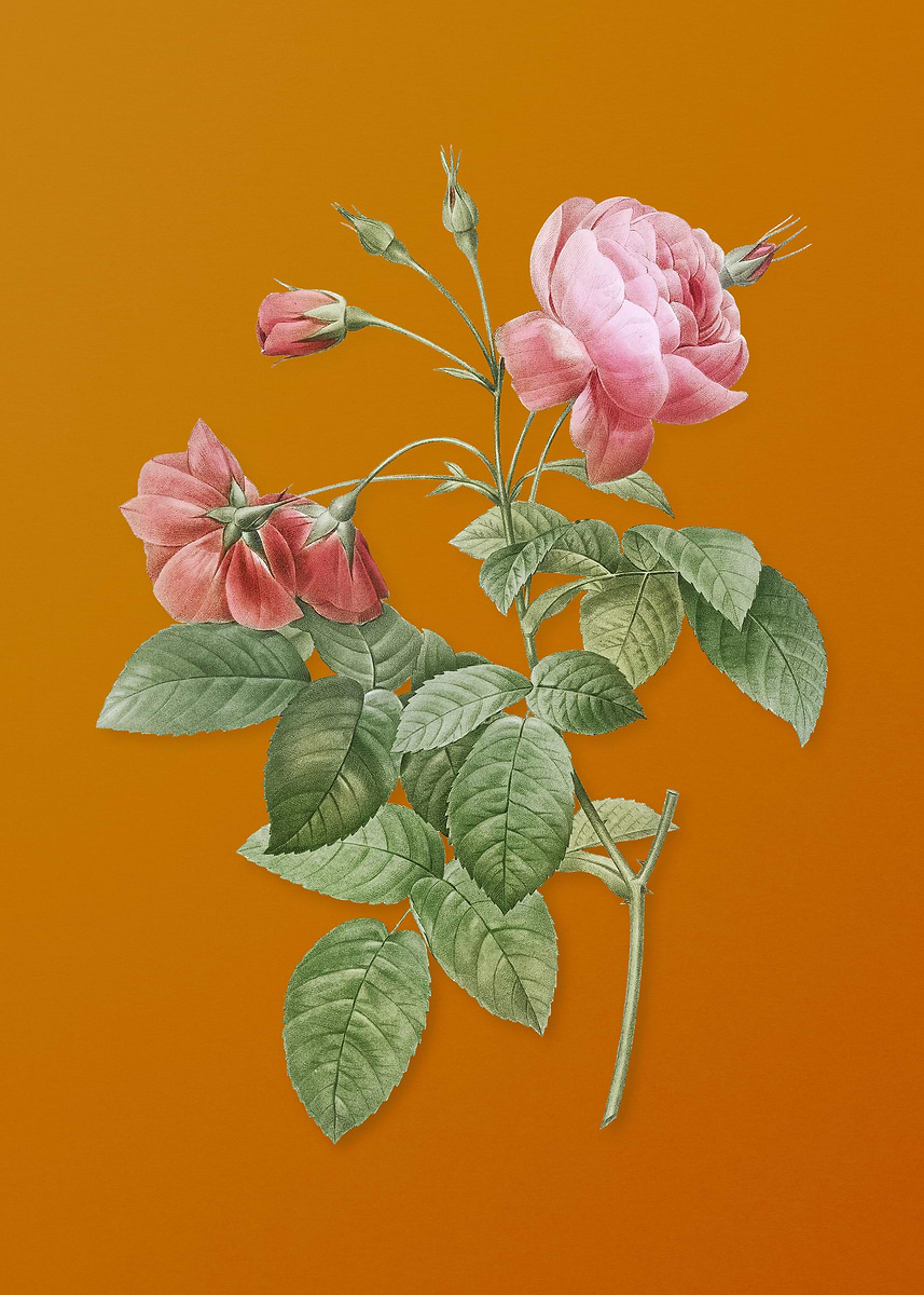 'Pink Boursault Rose Flower' Poster, picture, metal print, paint by ...